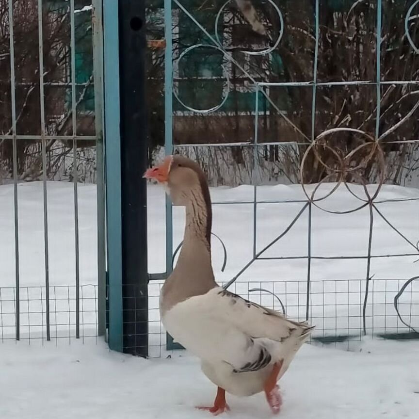 Семья гусей