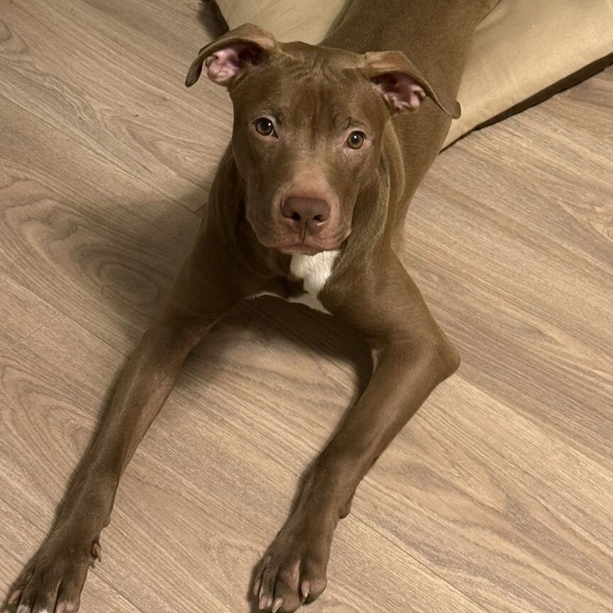 Американский питбультерьер, щенок