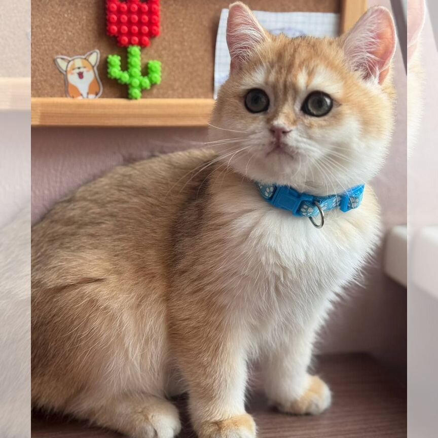 Британский короткошёрстный, взрослый кот