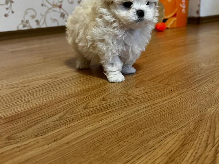 Мальтезе micro