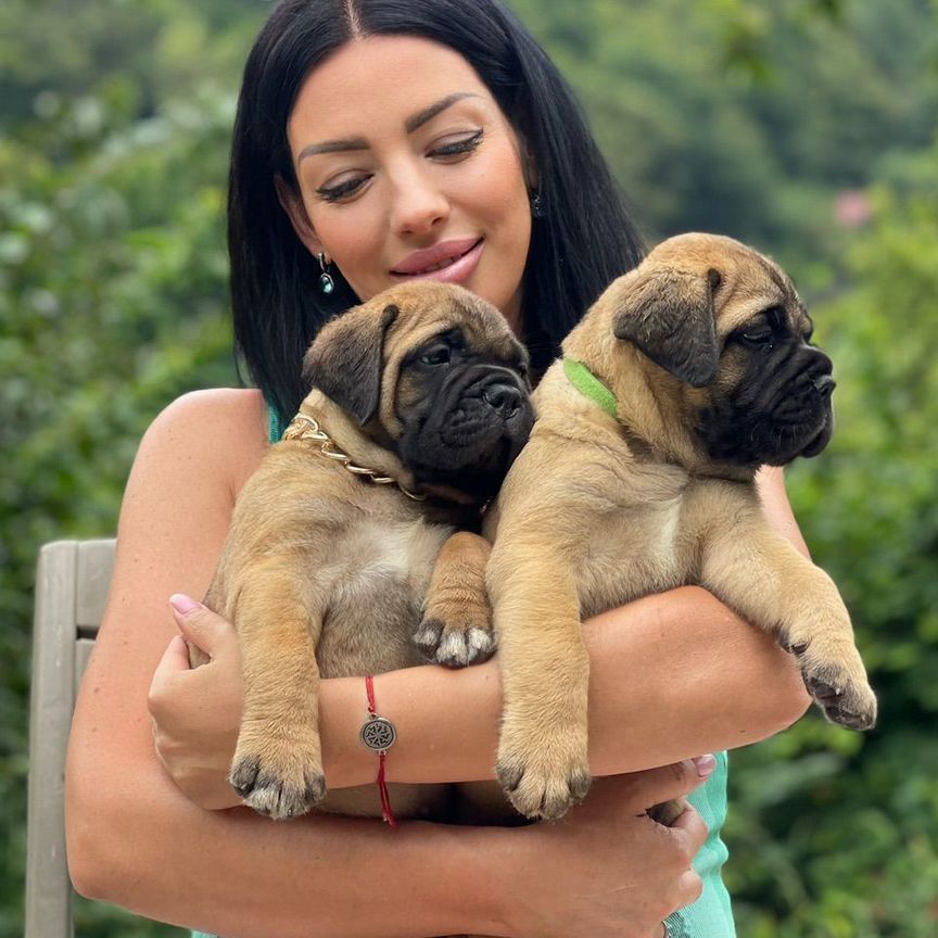 Бульмастифчики