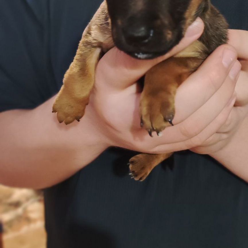 Продам щеночка руский той