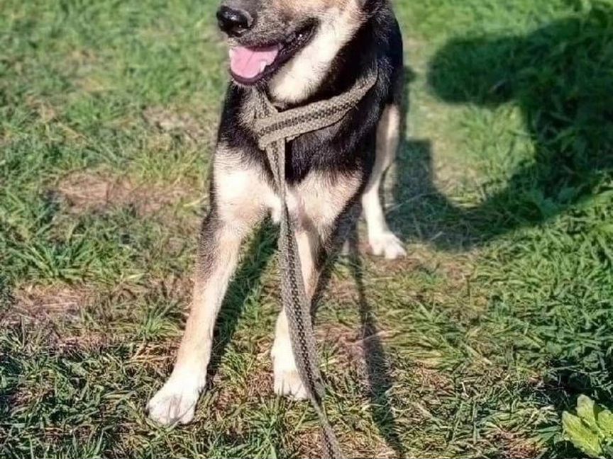 Собака в добрые руки немецкая овчарка