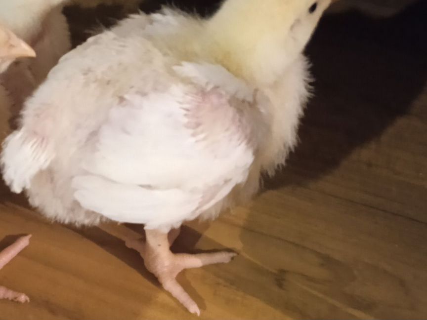 Цыплята бройлеры кобб 500 две недели