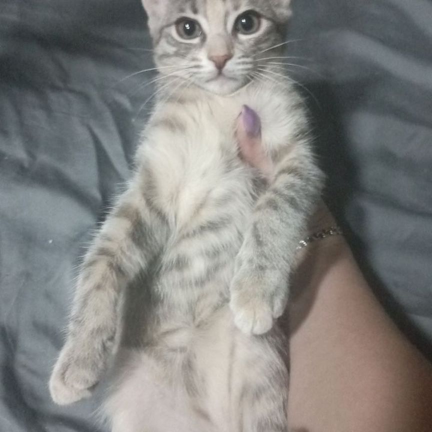 Пятнистая кошечка