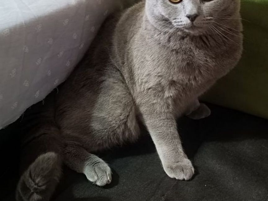 Кошка