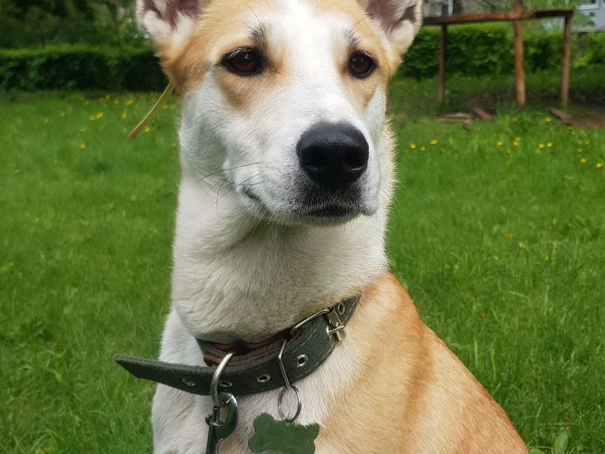 Собака в добрые руки