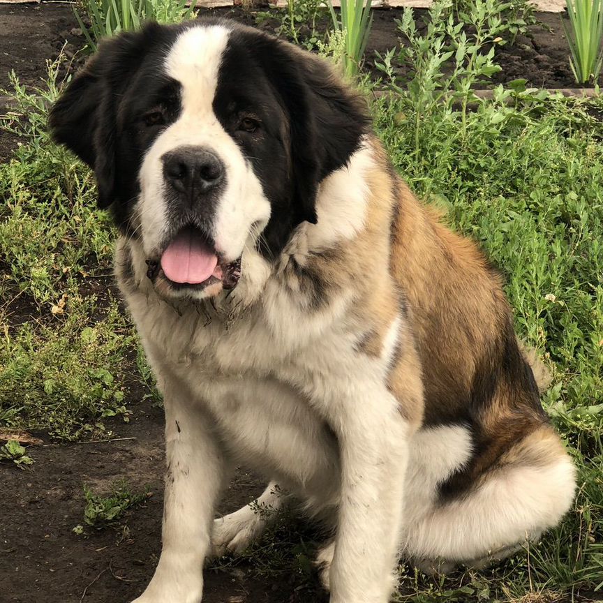 Московская сторожевая, щенок