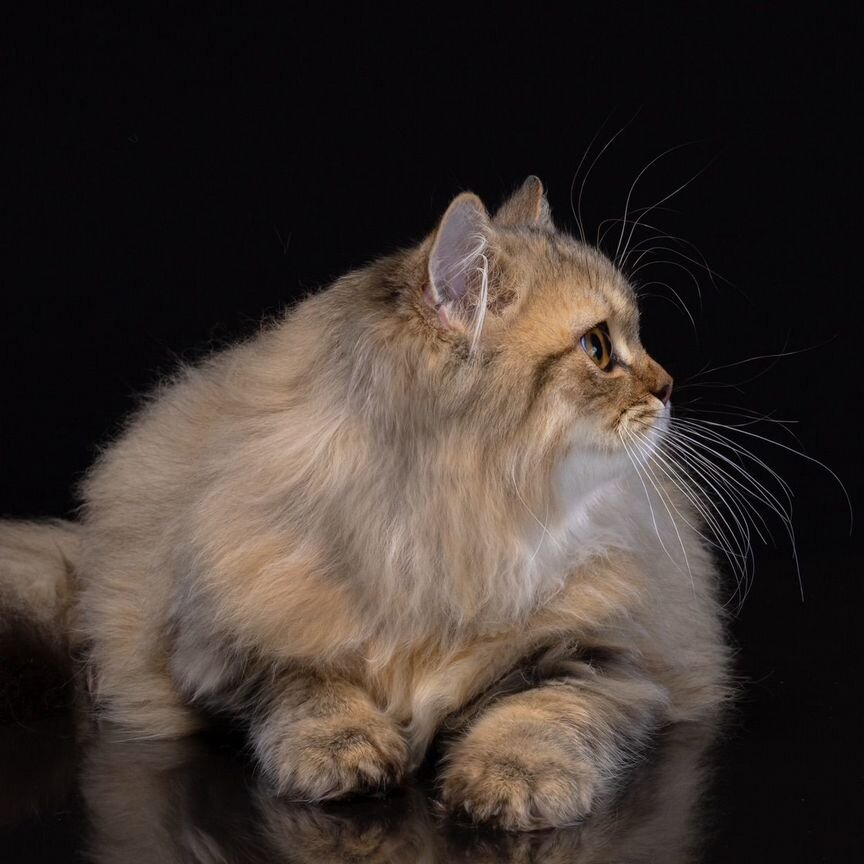 Британский Лёва