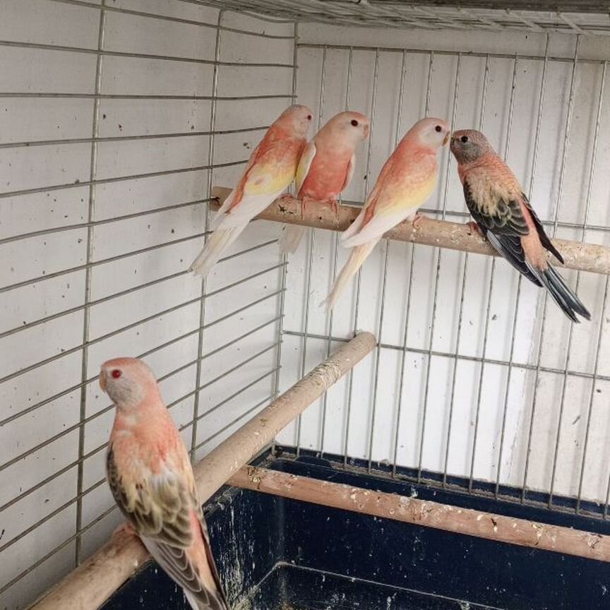 Розовобрюхий попугай(боурка)