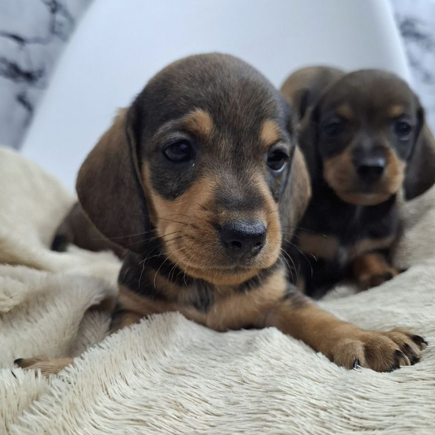 Такса, щенок