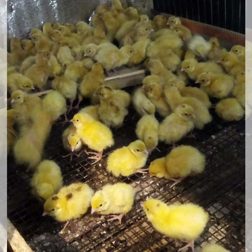 Перепела, стаж работы 9 лет