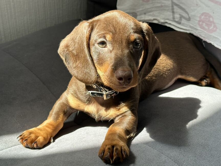 Карликовая такса