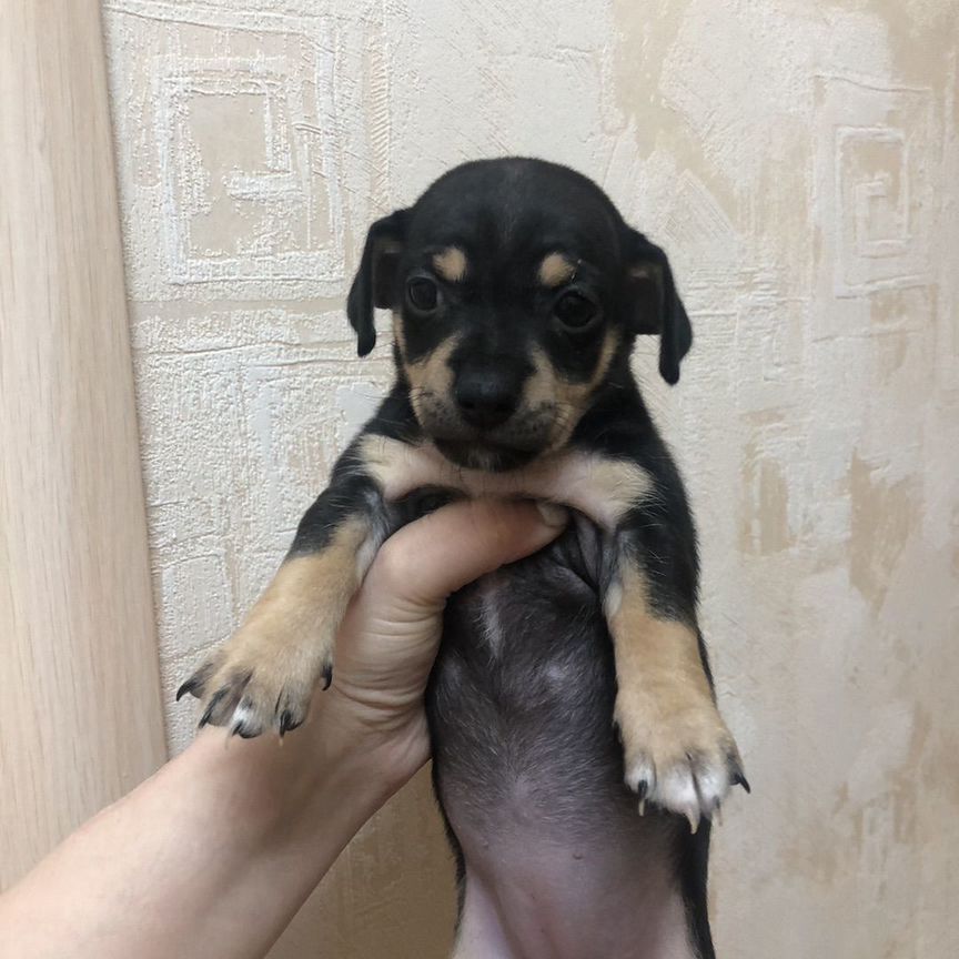 Щенок в добрые руки