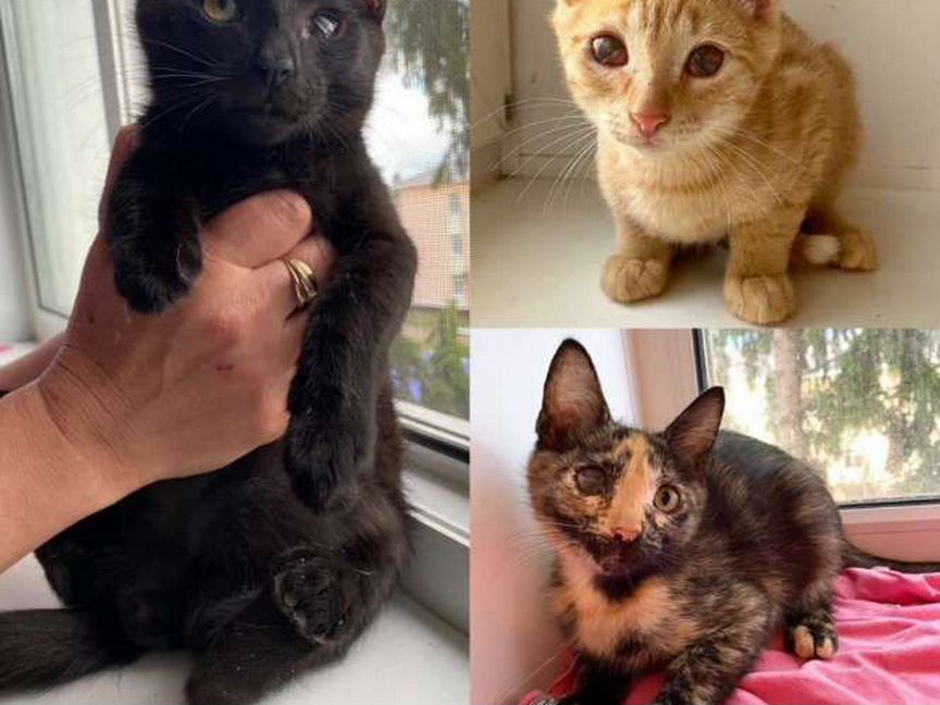 Котята в добрые руки бесплатно