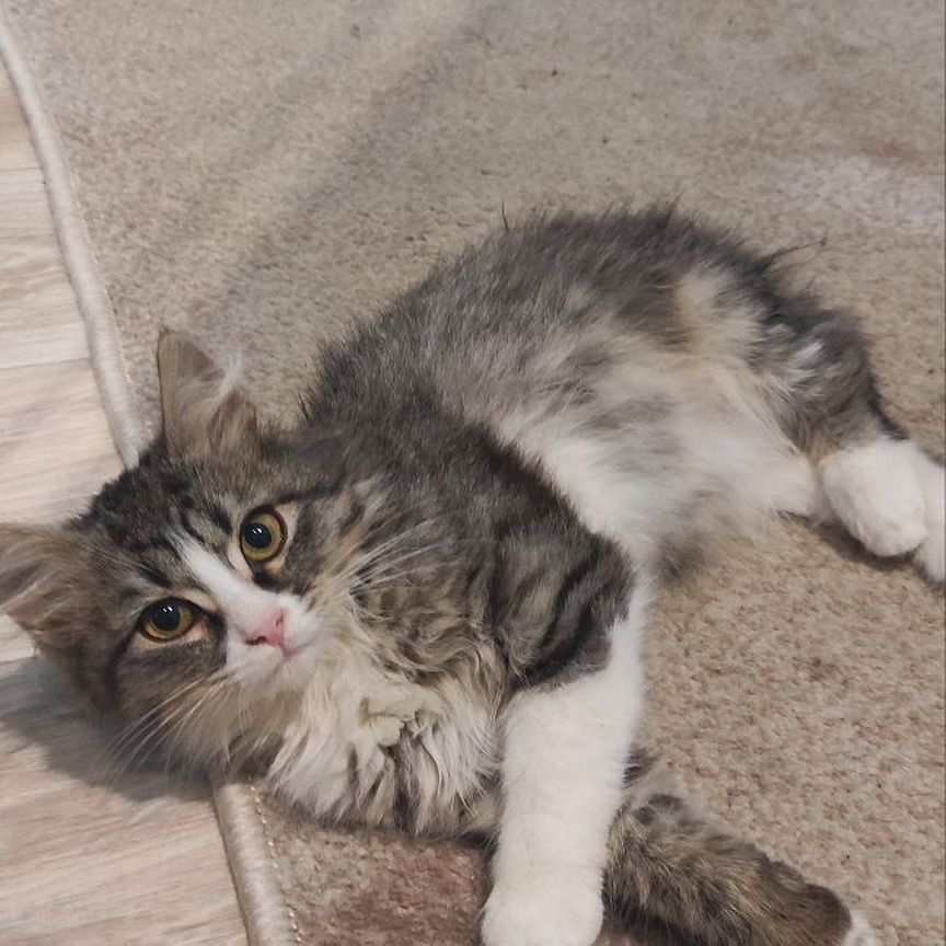 Котёнок Матильда ищет дом