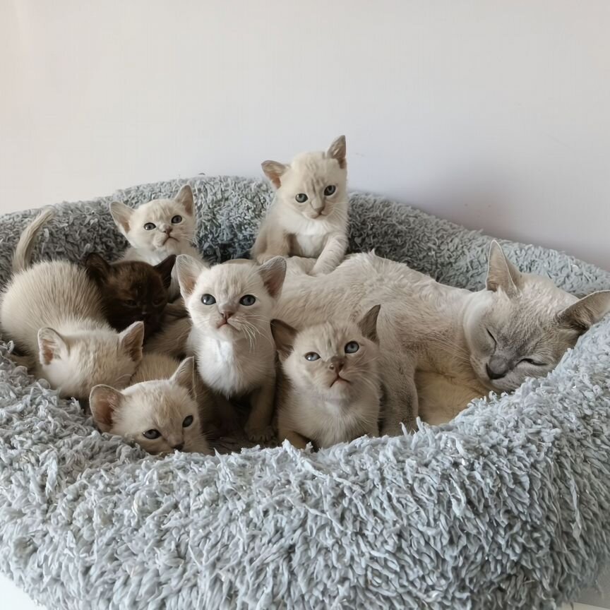 Европейский бурманский котёнок