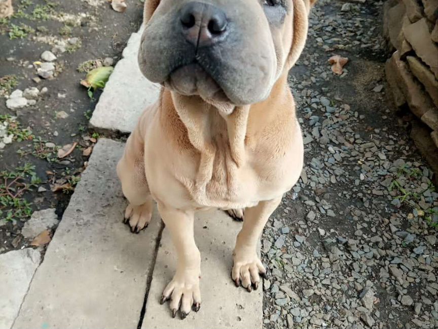 Шарпей вязка