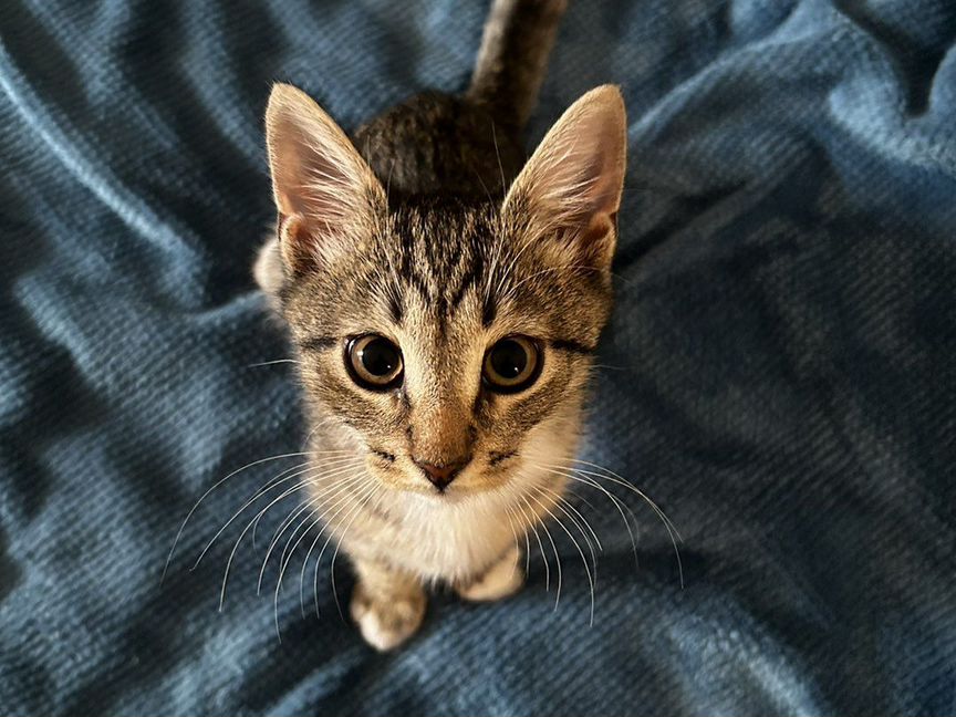 Котенок в дар