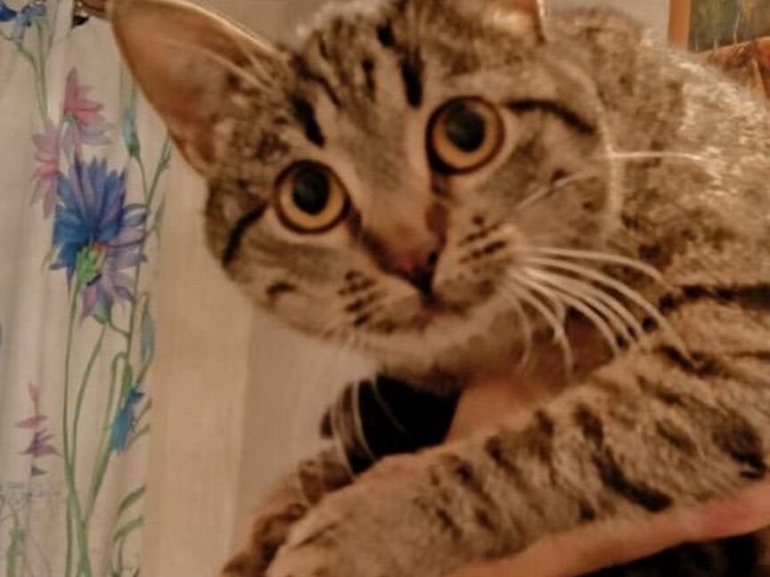 Дворовая кошка ищет дом