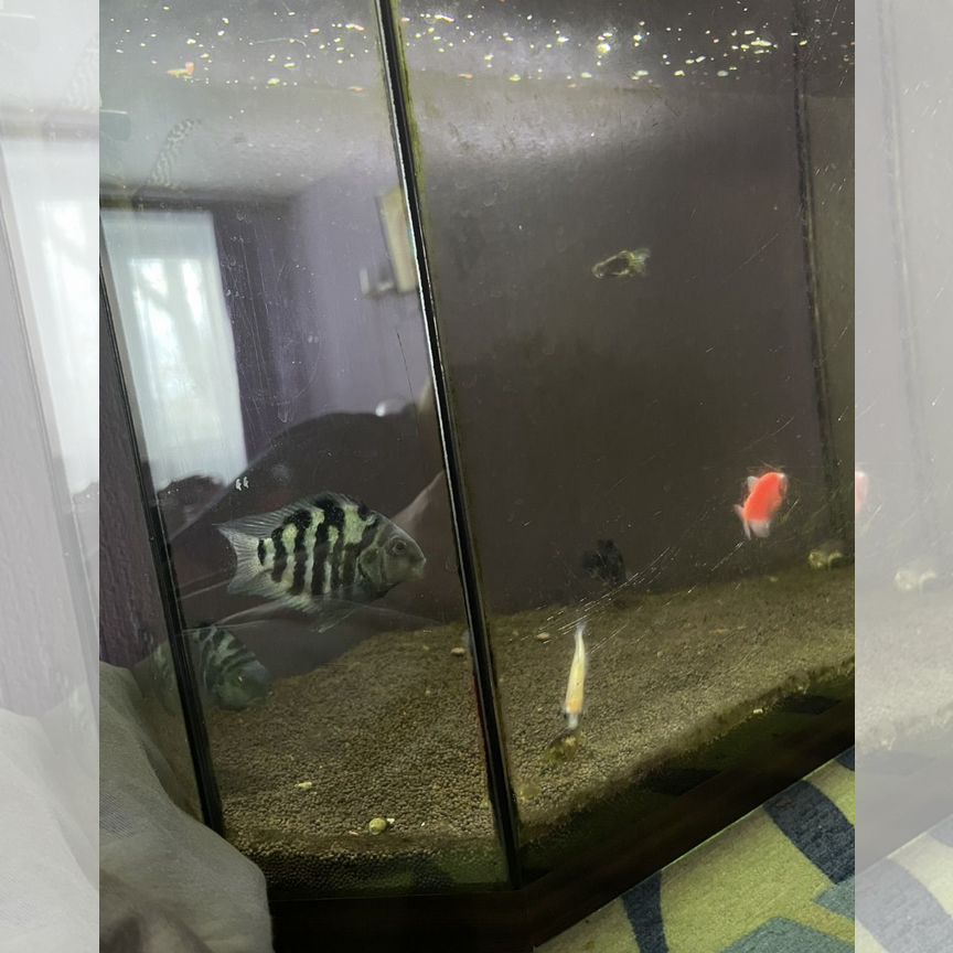 Аквариум с рыбками