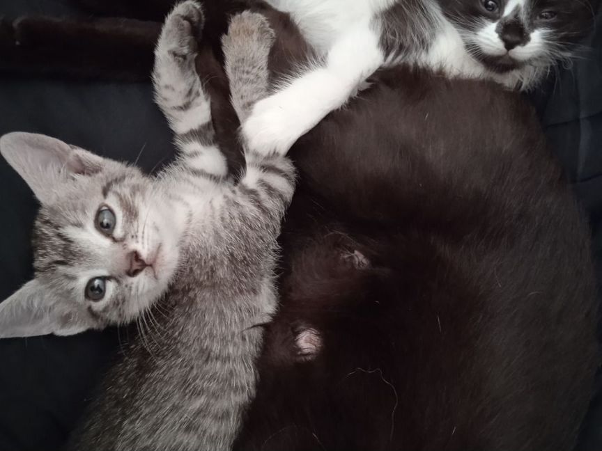 Котята в добрые руки
