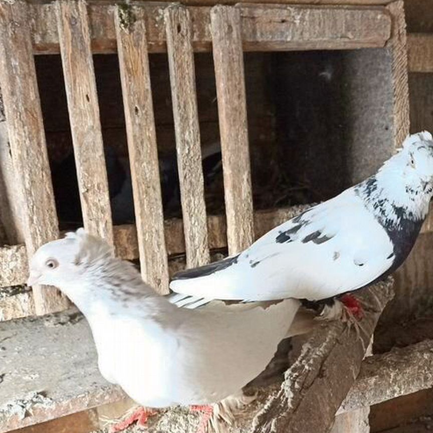 Узбекские голуби