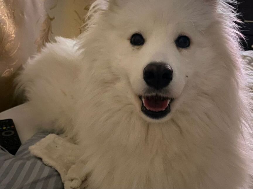 Самоедская лайка в добрые руки