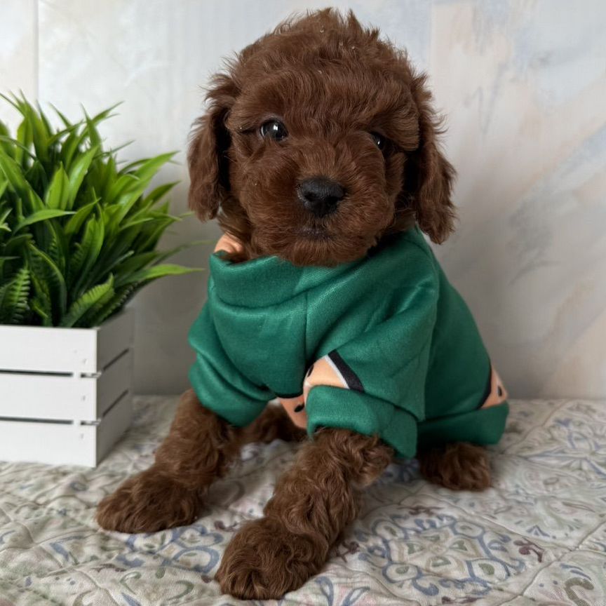 Той-пудель, щенок