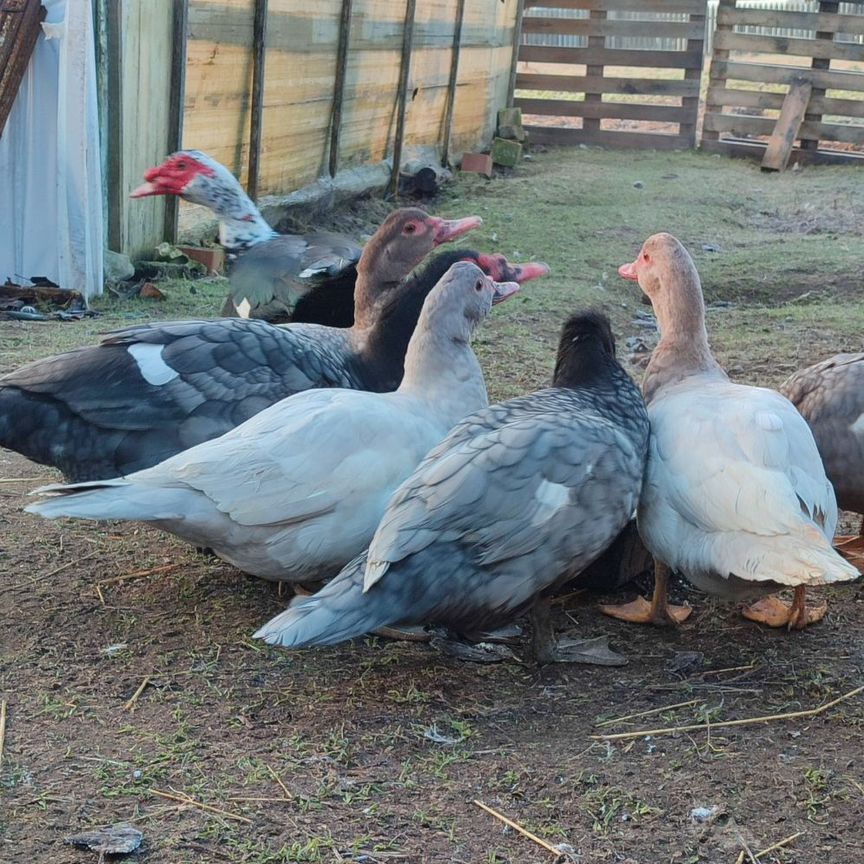 Мускусные утки