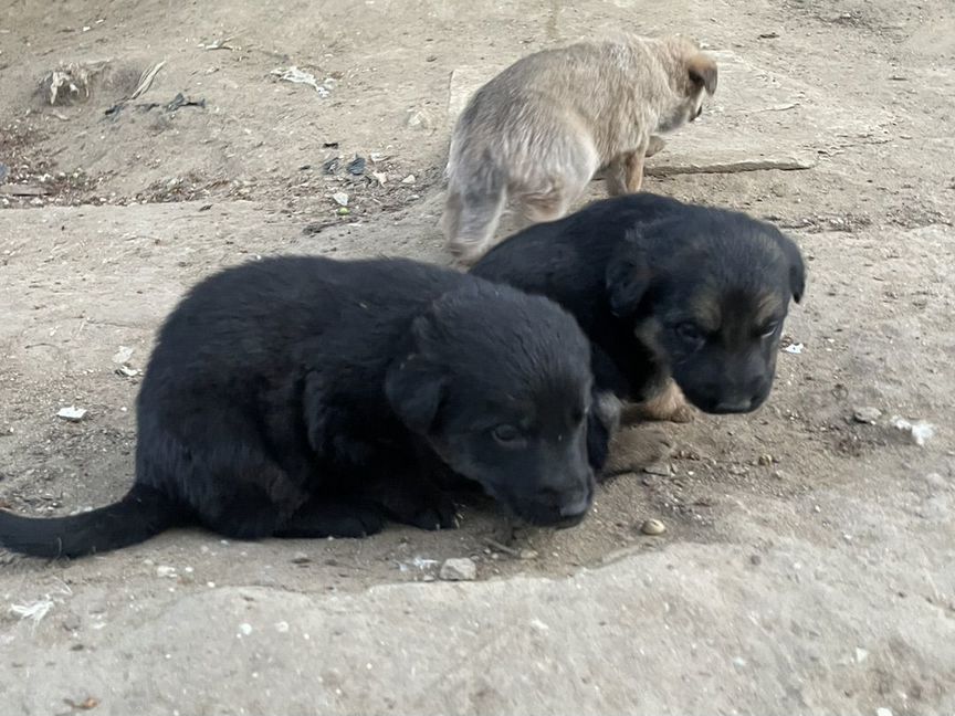 Собака в добрые руки даром