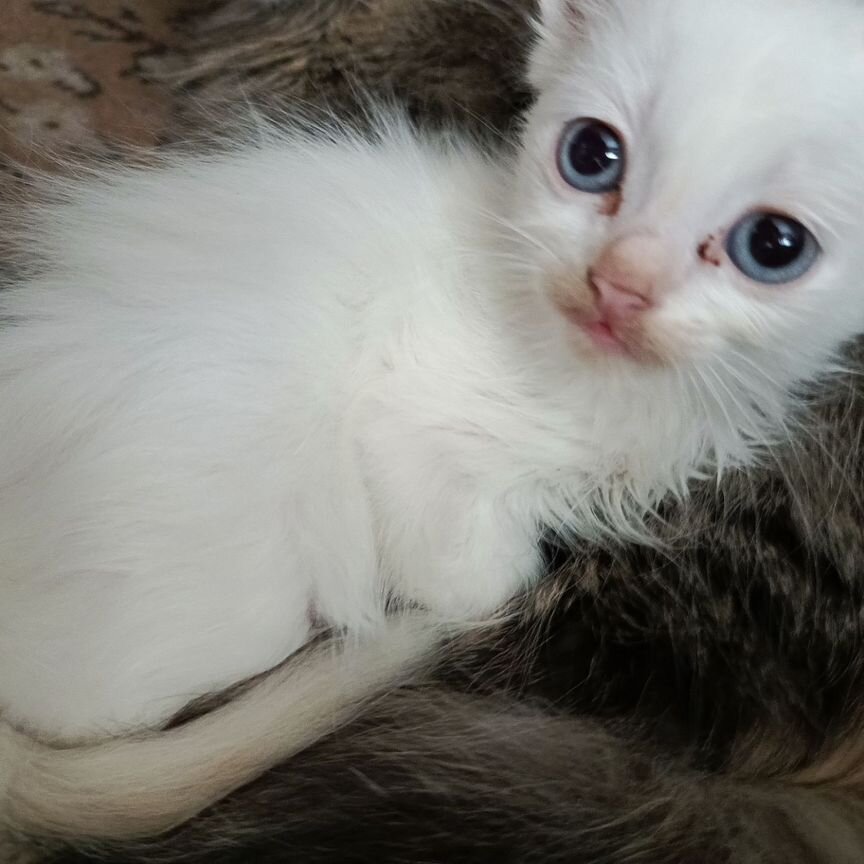 Отдадим котенка в добрые руки