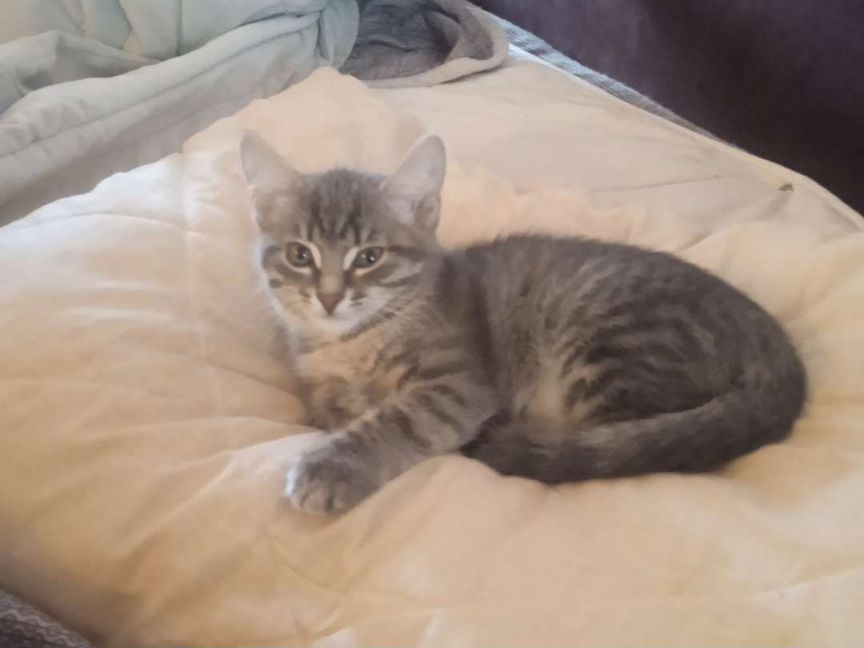 Кошка