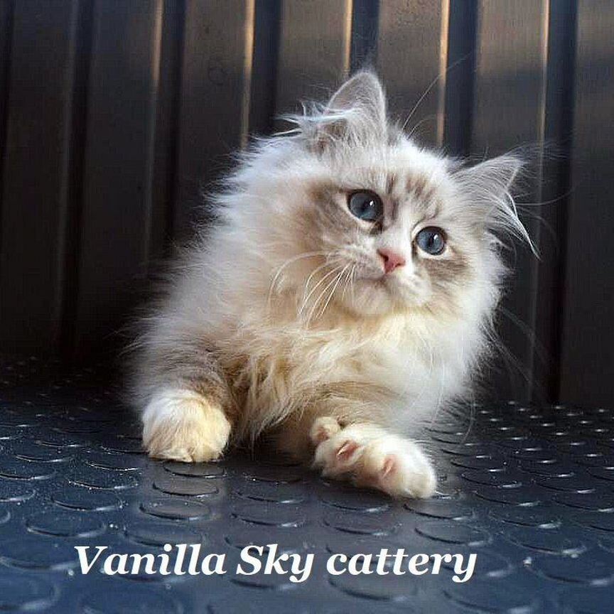 Голубоглазое очарование