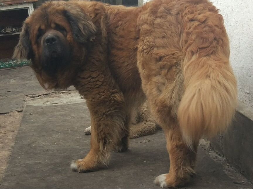 Кавказец вязка