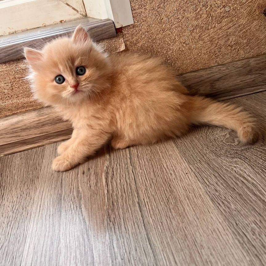 Шотландские вислоухие котята