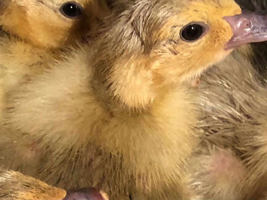 Утята индоутки