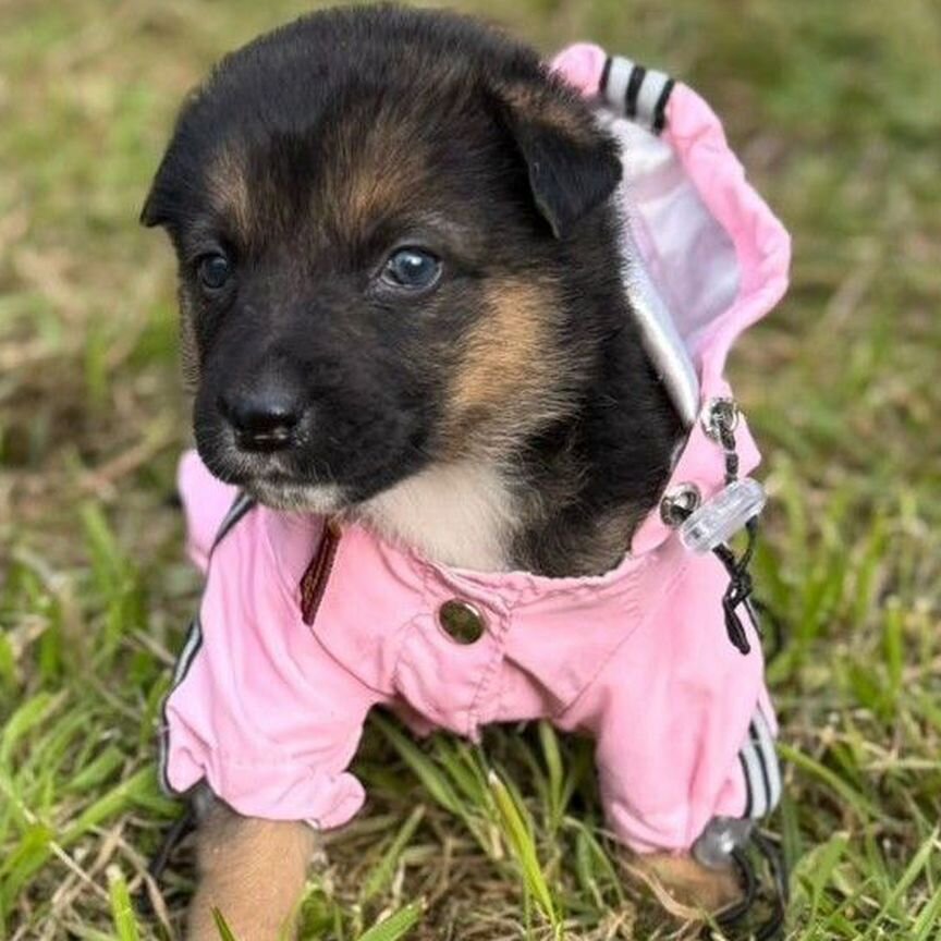 Щенок в добрые руки