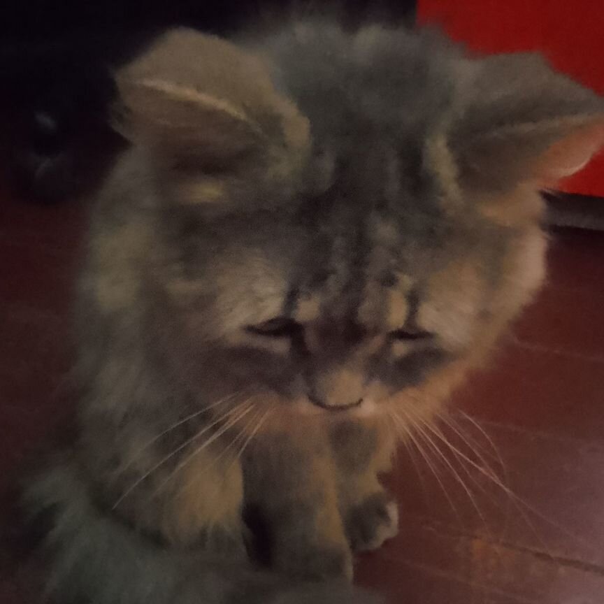 Шотландский вислоухий короткошёрстный кот, взрослый