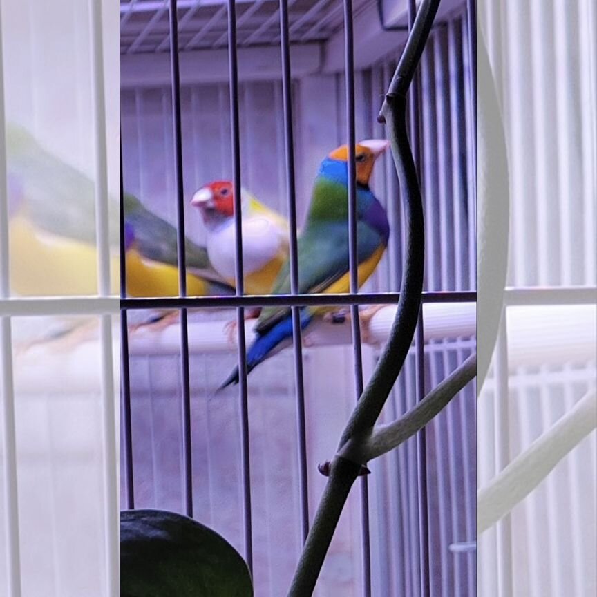 Амадина Гульда молодые самцы