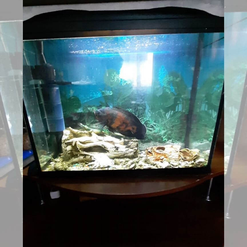 Аквариум с рыбками