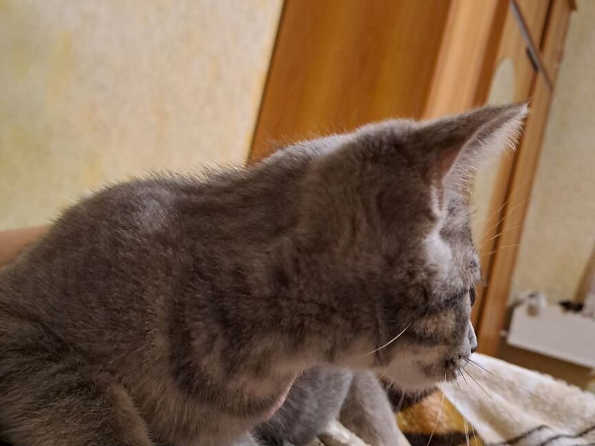 Шатланская кошка