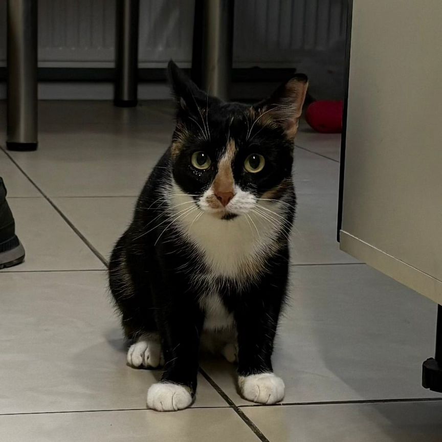 Трехцветная кошечка