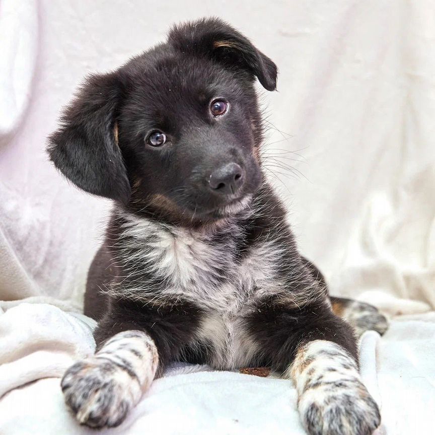 Щенок в добрые руки бесплатно