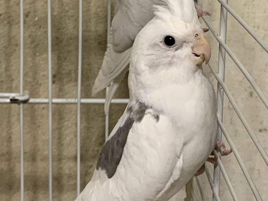 Малыши безщекие и щекатые