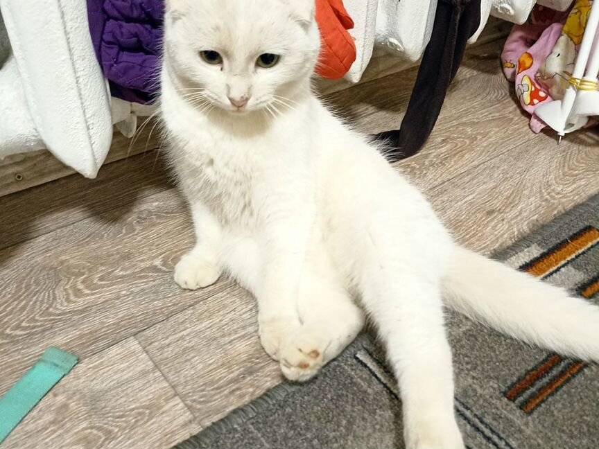 Отдаем Вислоухую кошку в добрые руки