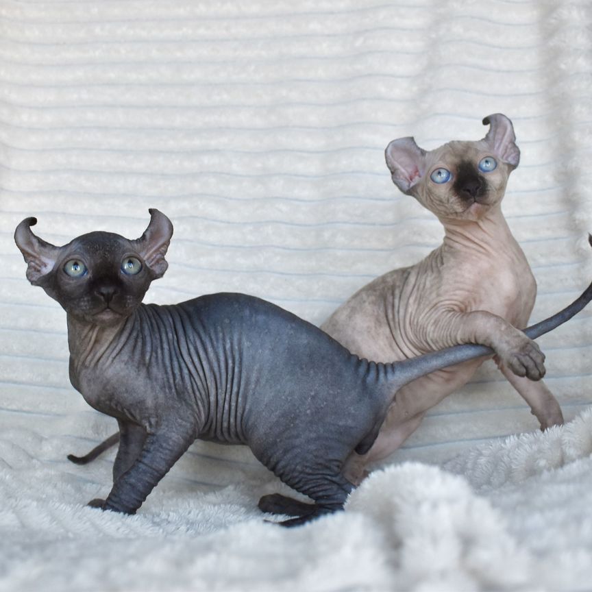 Эльф котёнок