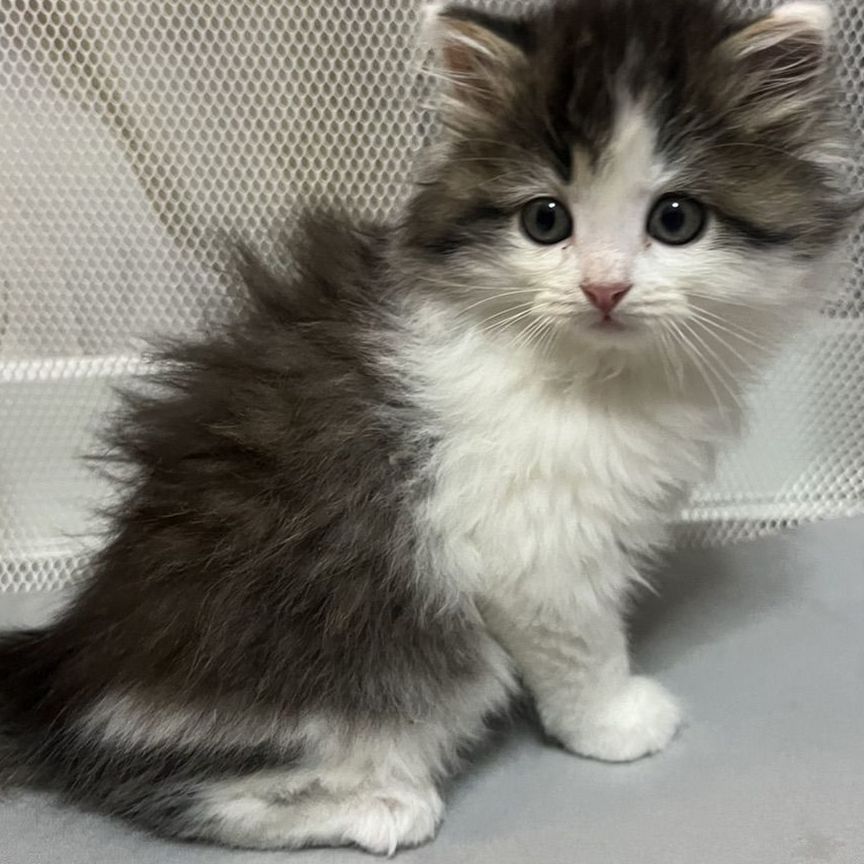 Сибирский котёнок