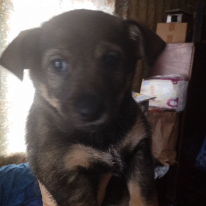 Отдам в добрые руки