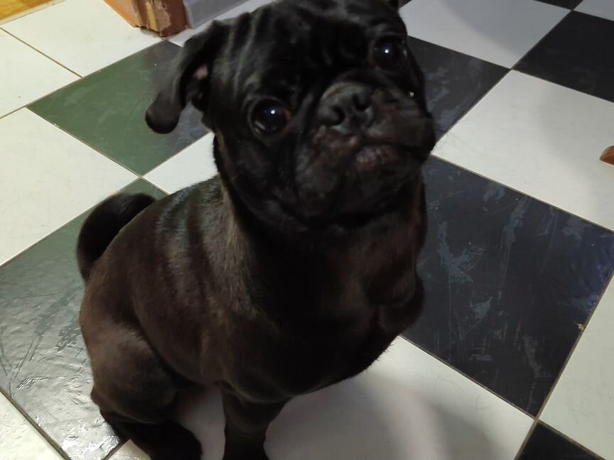 Мопс вязка кабель